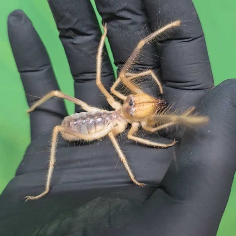 Yellow camel spider galeodes granti – Lincoln Reptiles